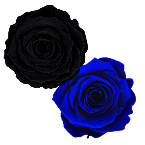 Black & Royal Blue Roses | Preserved Roses – Roses Mansion