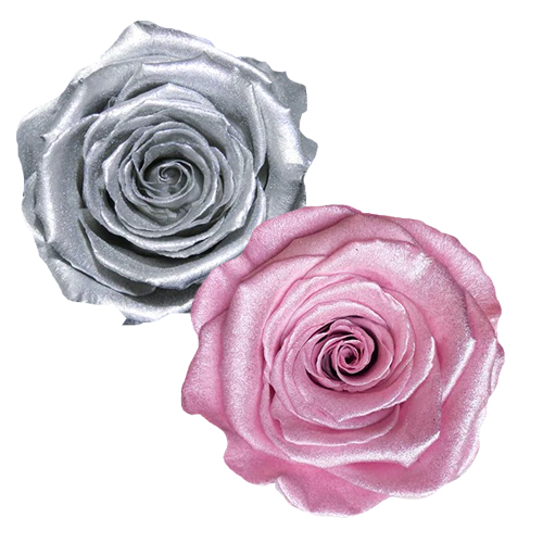 Pink Gold Roses | Preserved Roses - The Roses Mansion