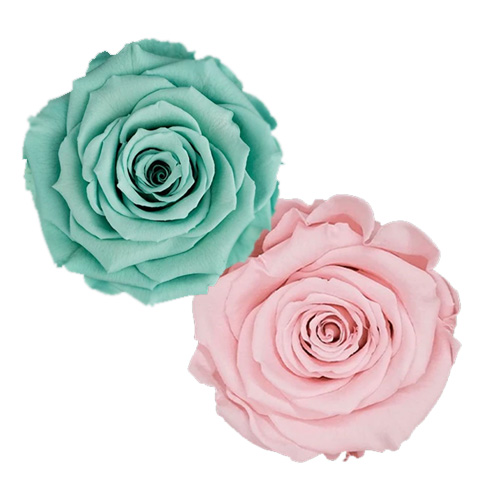 Tiffany Blue & Light Pink | Preserved Roses - Roses Mansion