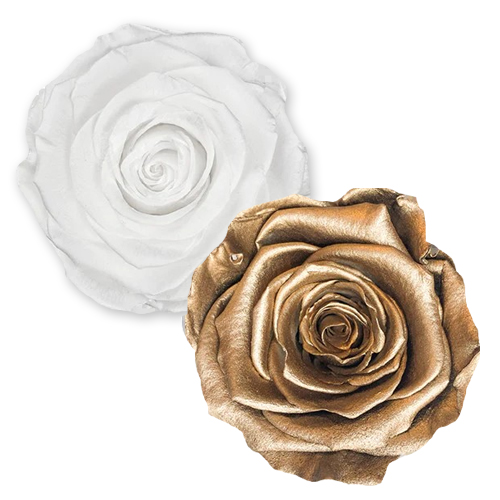 White Roses | Preserved Roses - The Roses Mansion