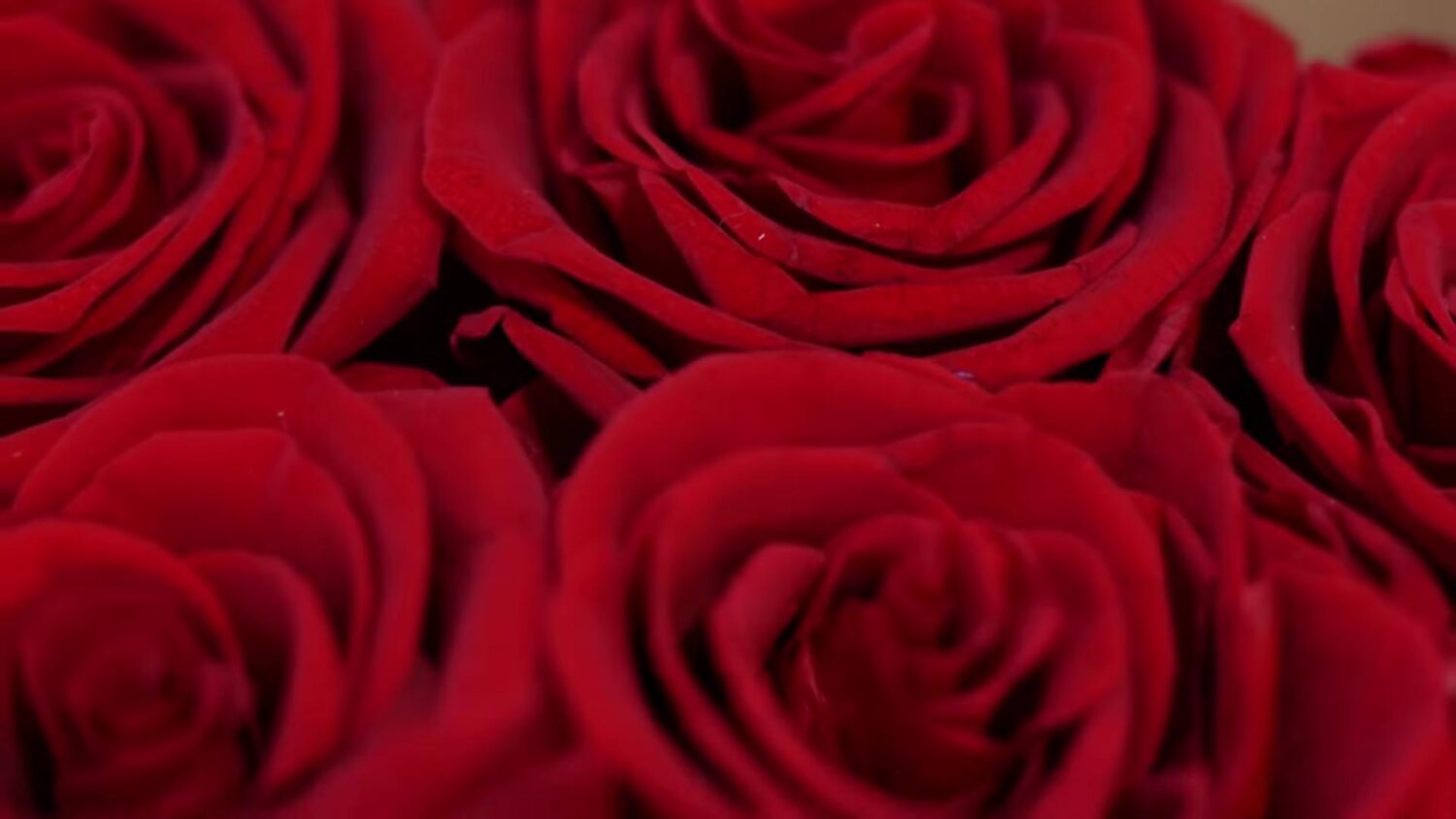 Home - The Roses Mansion