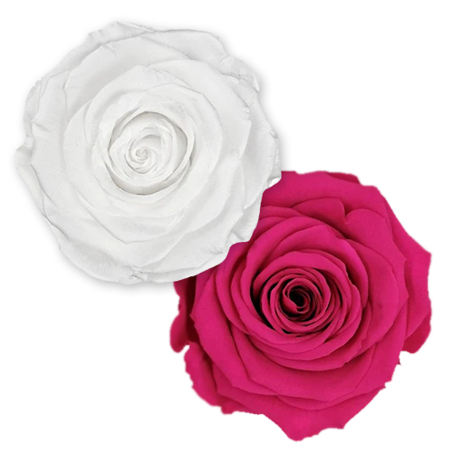 White & Hot Pink Roses | Preserved Roses - Roses Mansion
